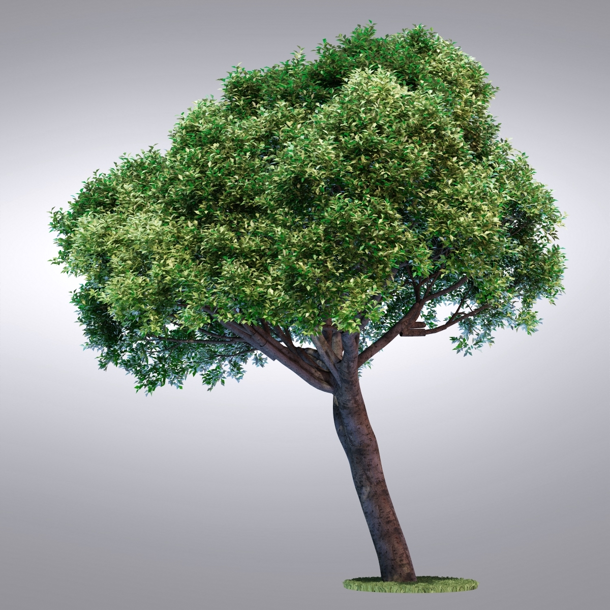 3d hi realistic series tree