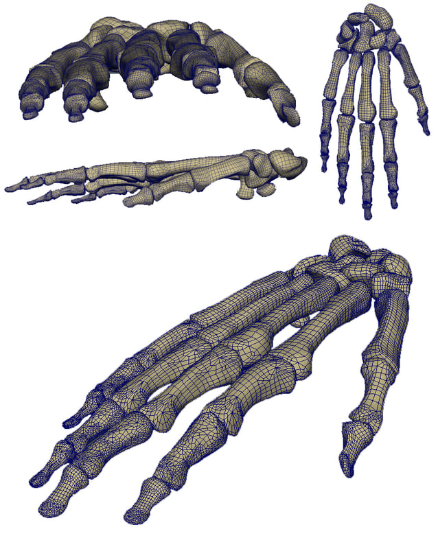 3d skeletal hand bones