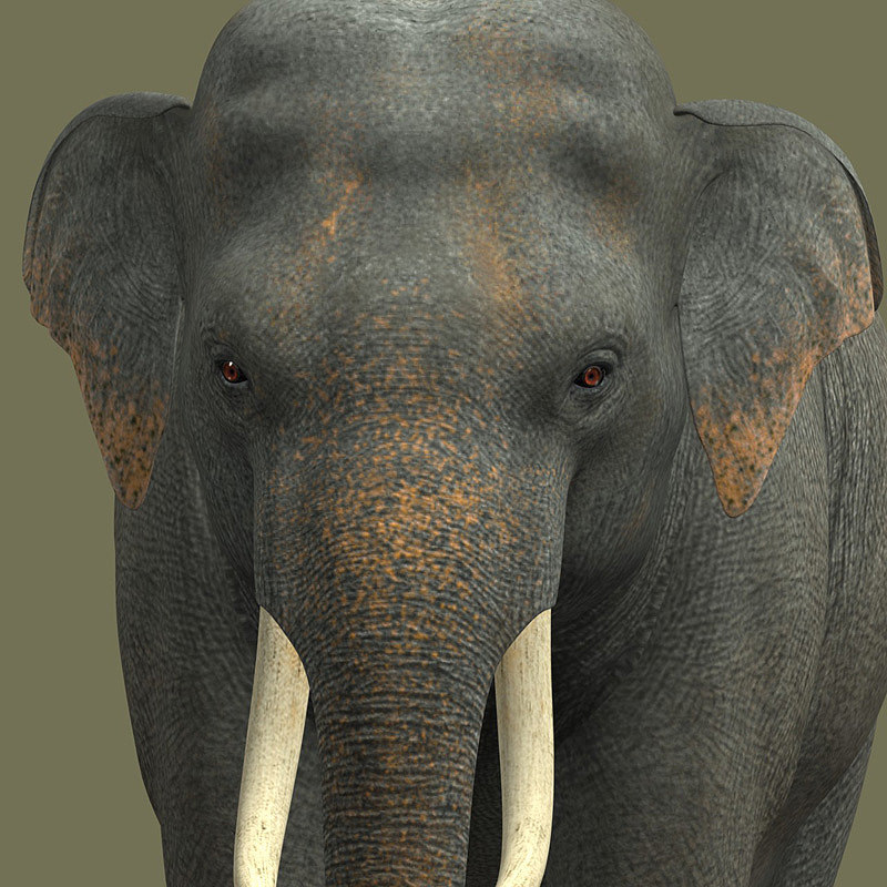 3d elephant-dg elephant model