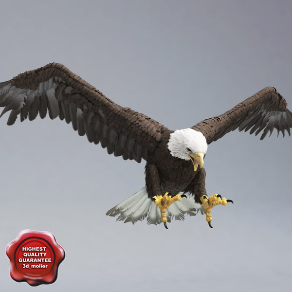 Free 3D Eagle Models | TurboSquid