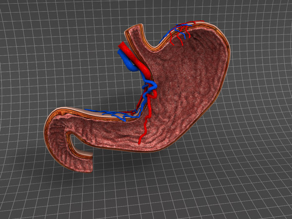 Stomach 3D Models for Download | TurboSquid