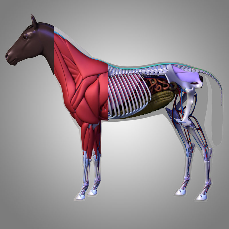 3d horse anatomy
