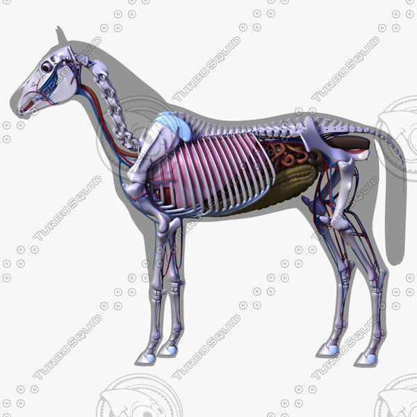 3d horse anatomy