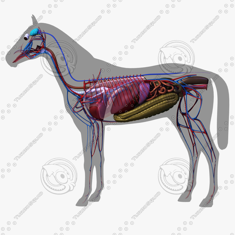 3d horse anatomy