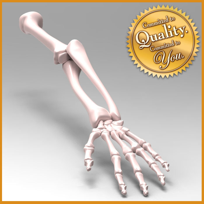 Lower Arm Skeletal Anatomy Lower Arm Skeletal Anatomy