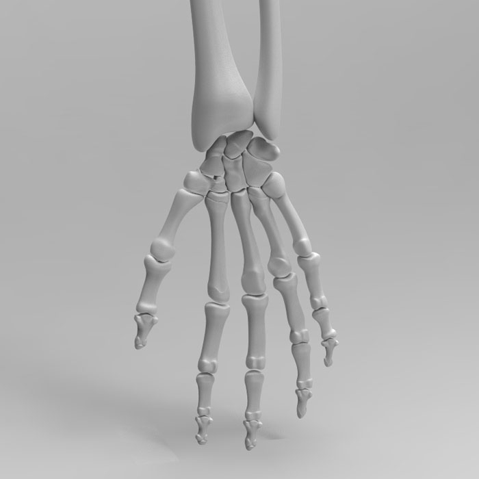 3d model human arm skeleton