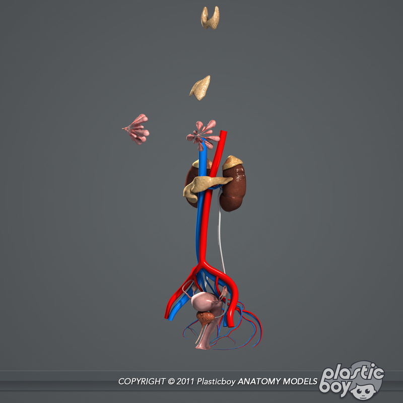 human female reproductive urinary 3d model