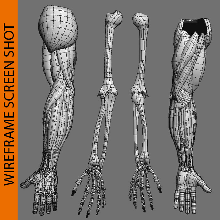 human arm anatomy combo 3d 3ds