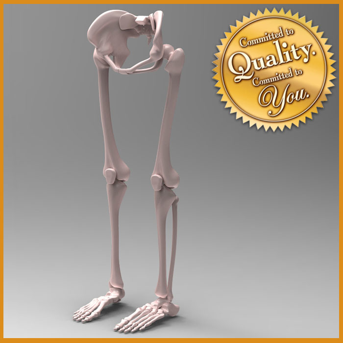 human leg skeleton 3d model