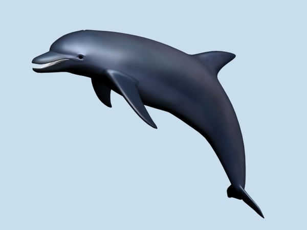 Dolphin 3D Models for Download | TurboSquid