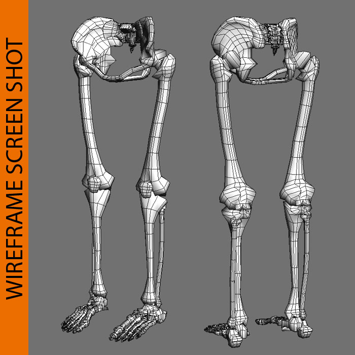human leg skeleton 3d model