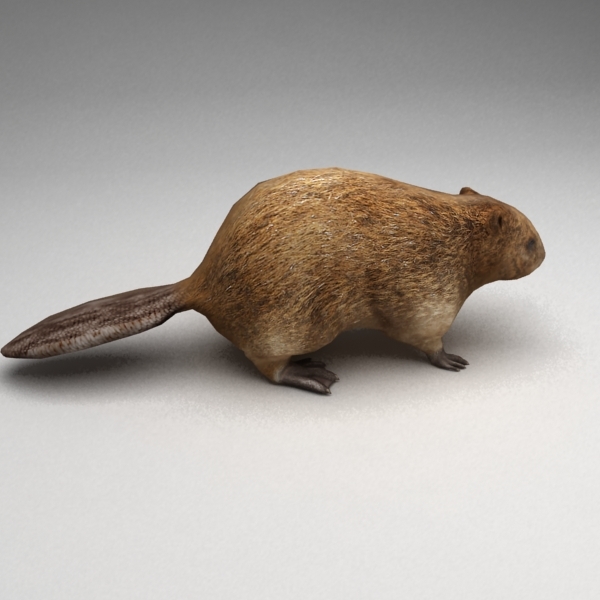 3d model rigged beaver