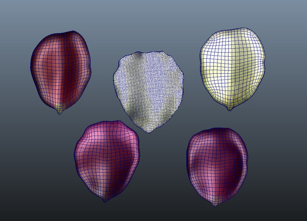 rose petal 3d ma