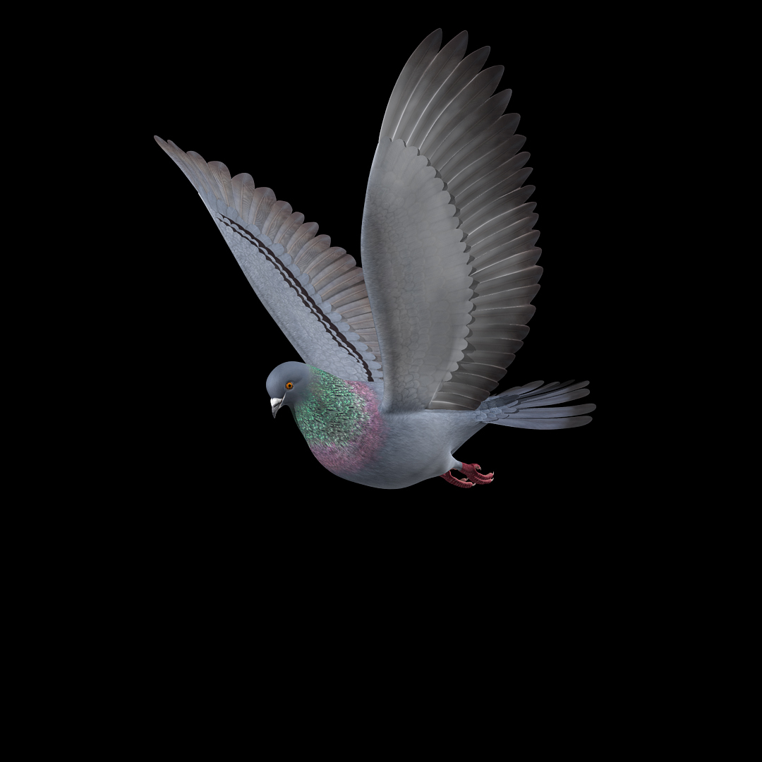 3d flying pigeon