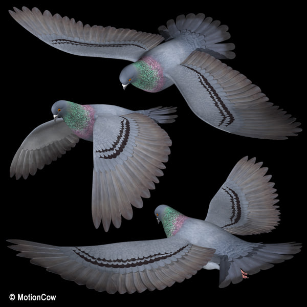 3d flying pigeon