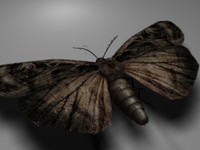 ma moth animation