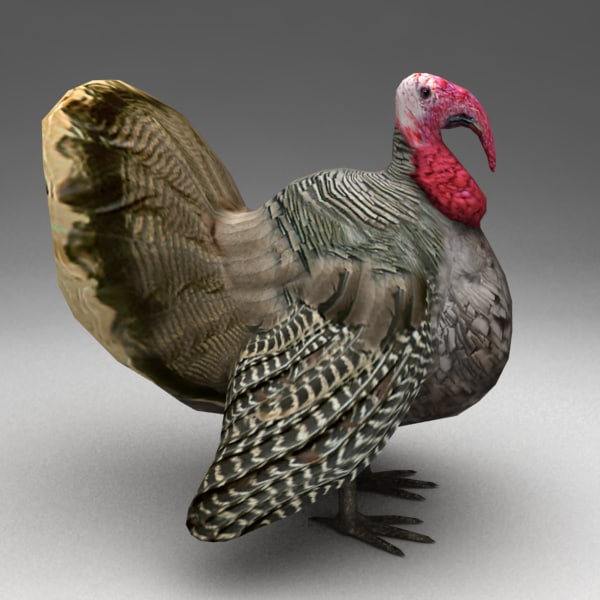 3d rigged turkey