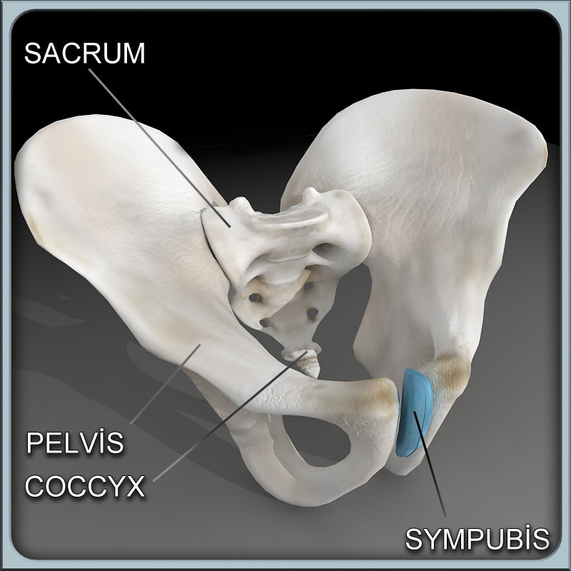 modelo 3d Pelvis / Sacro - TurboSquid 685614