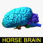 3d horse brain model