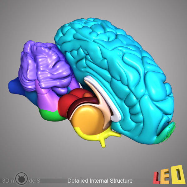 3d horse brain model