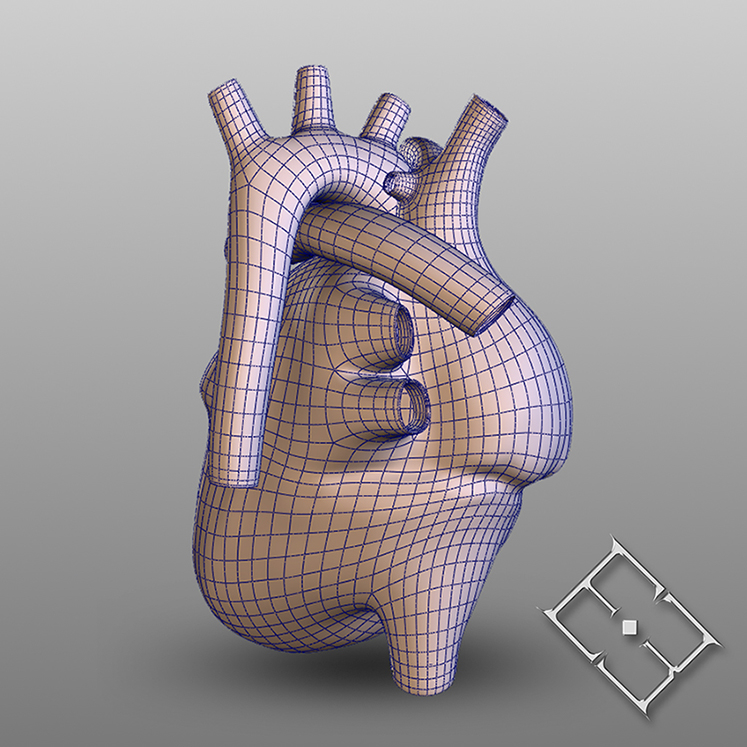 human heart 3d model
