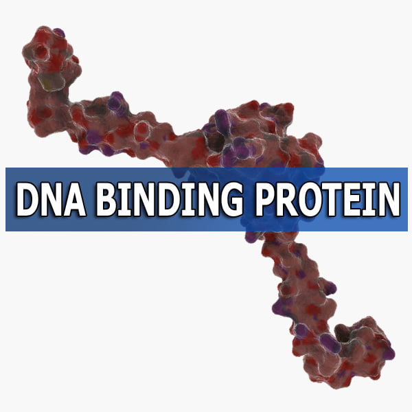 3D Protein Models | TurboSquid