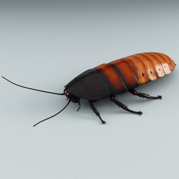 madagascar hissing cockroach 3d model