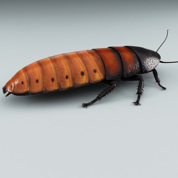 madagascar hissing cockroach 3d model