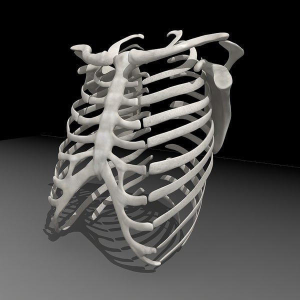 rib cage ri 3d model
