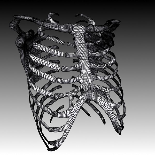 rib cage ri 3d model