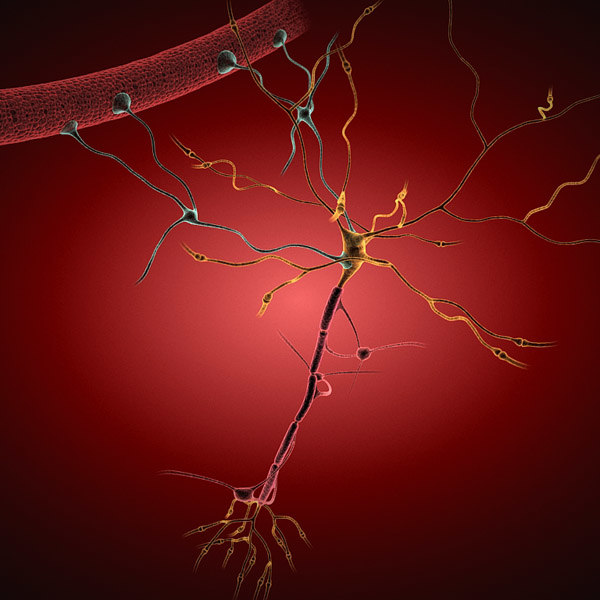 3d neuron cell model