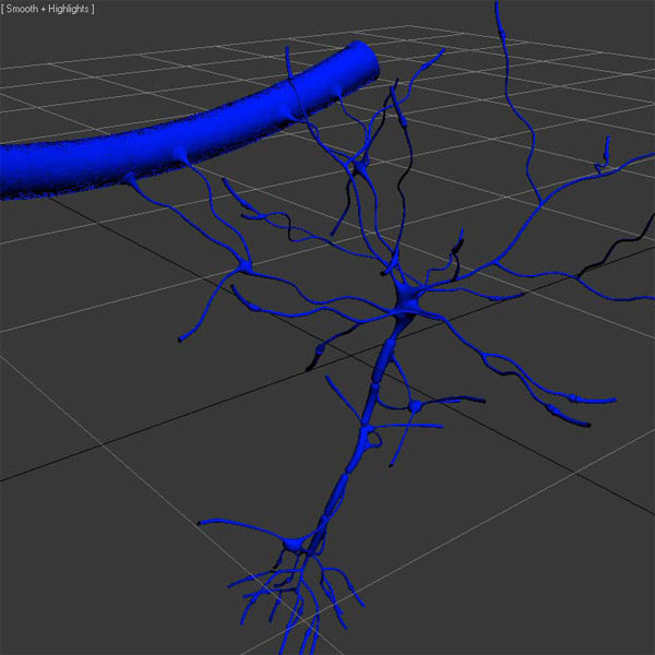 3d neuron cell model