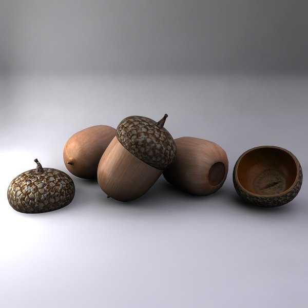 acorn 3d max