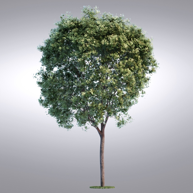 hi realistic series tree max