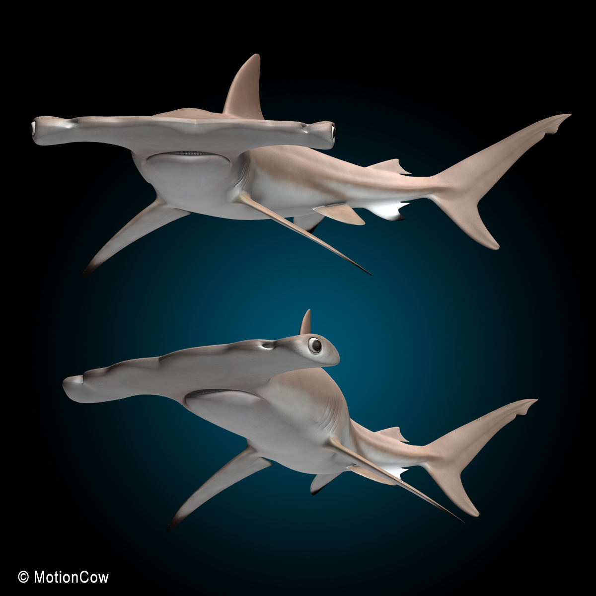 3d hammerhead shark hammer
