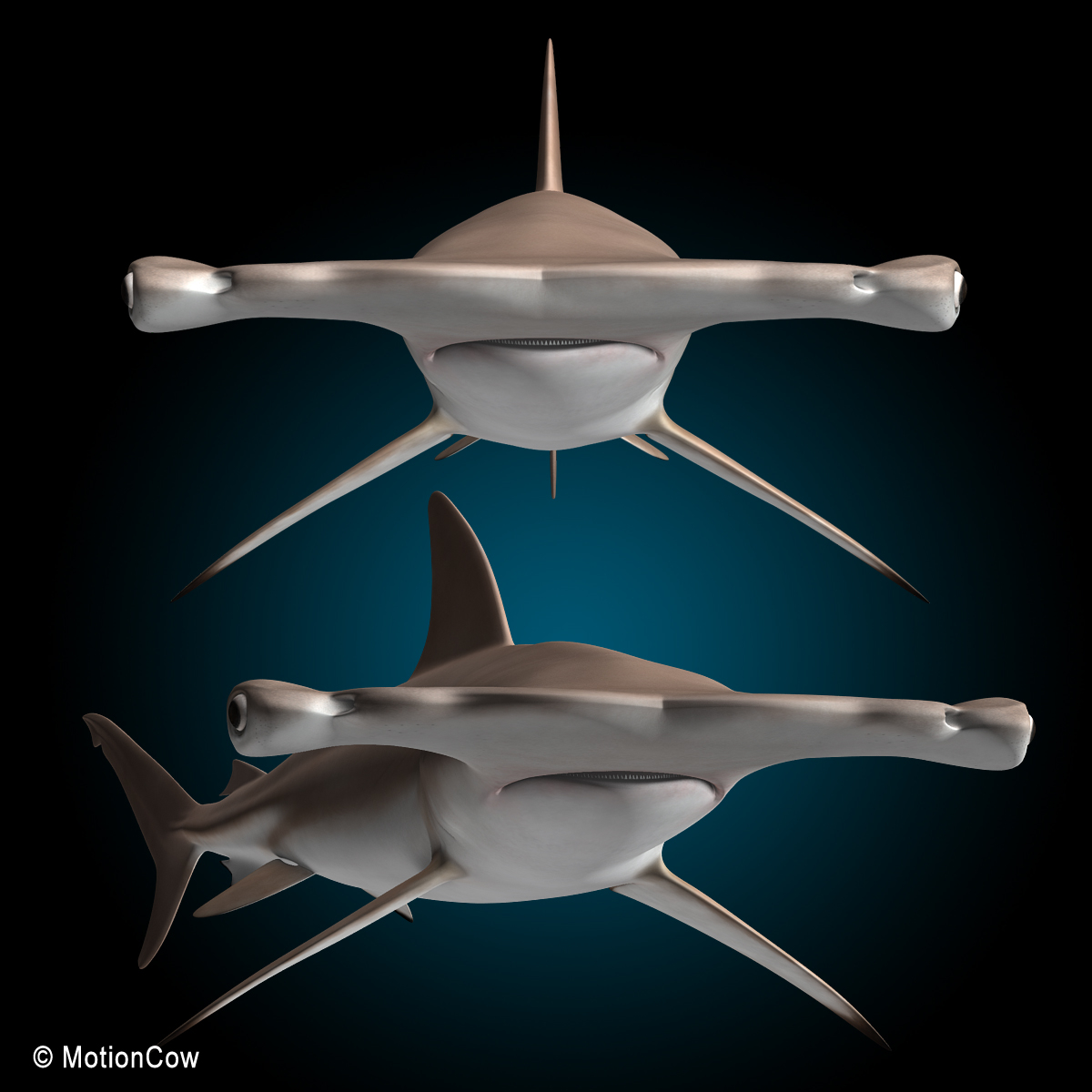 3d hammerhead shark hammer