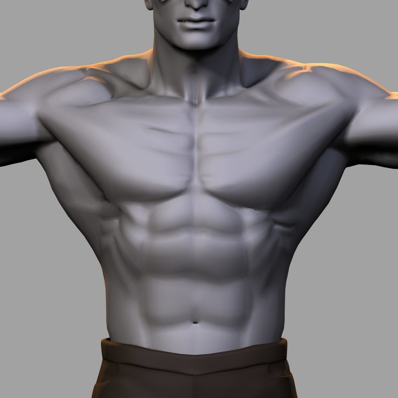 muscles setup 3d model