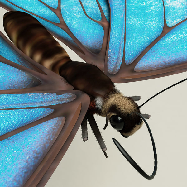 3d insects v2 model