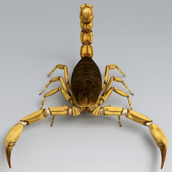 3d insects v2 model