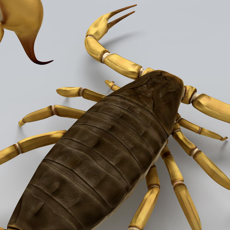3d insects v2 model