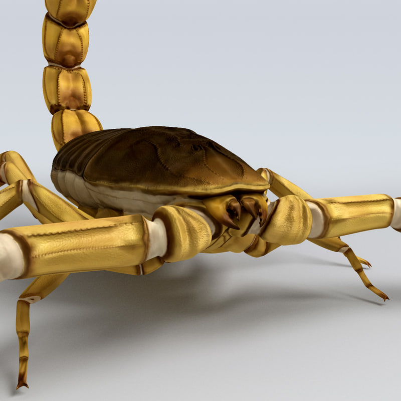 3d insects v2 model