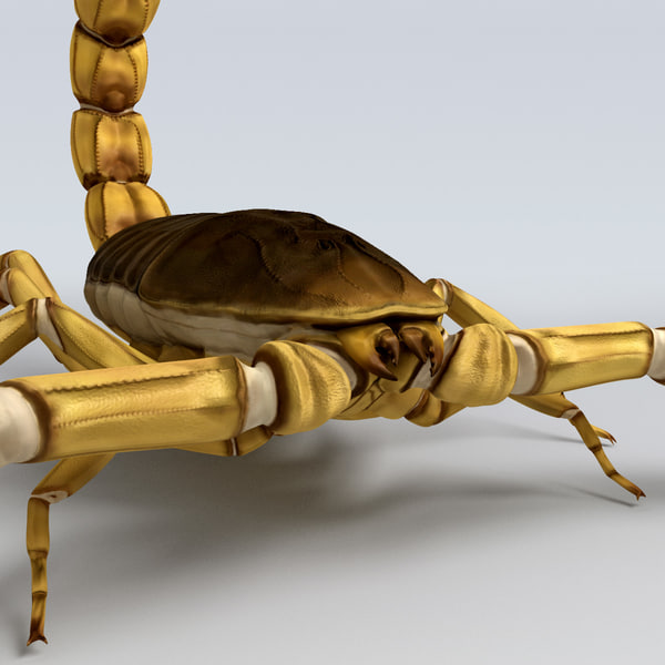3d insects v2 model