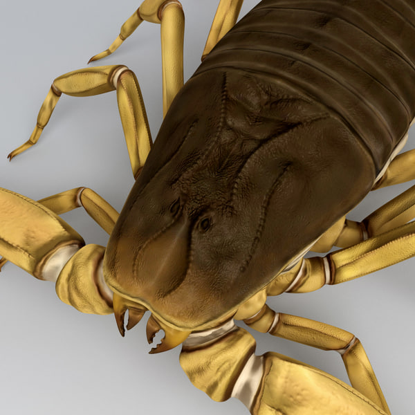 3d insects v2 model