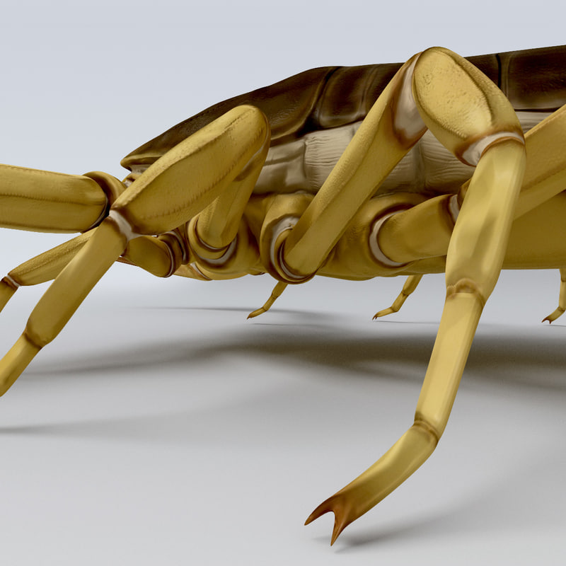 3d insects v2 model