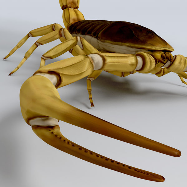 3d insects v2 model