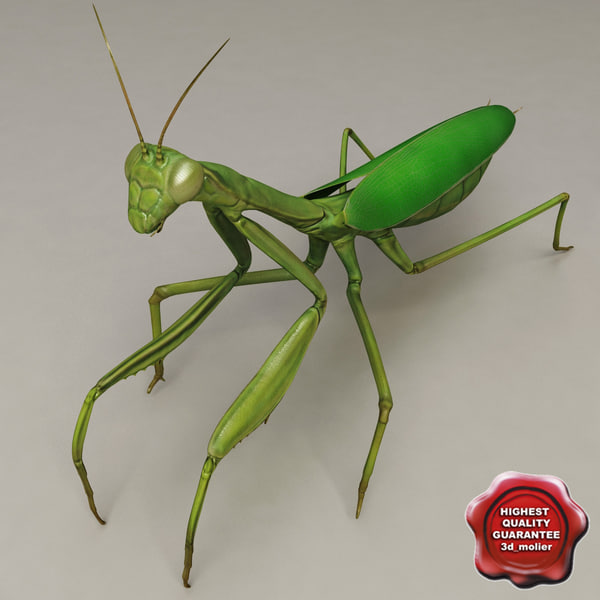 3d insects v2 model
