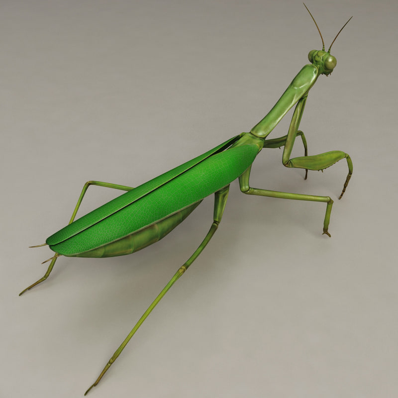 3d insects v2 model