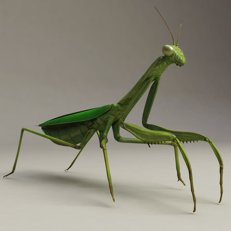3d insects v2 model