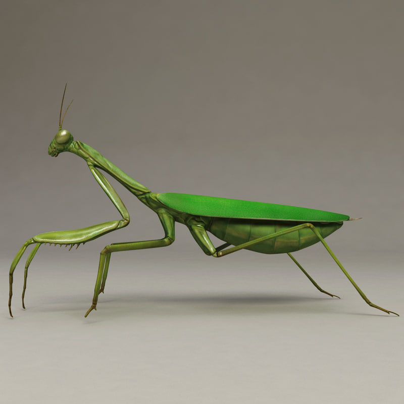 3d insects v2 model