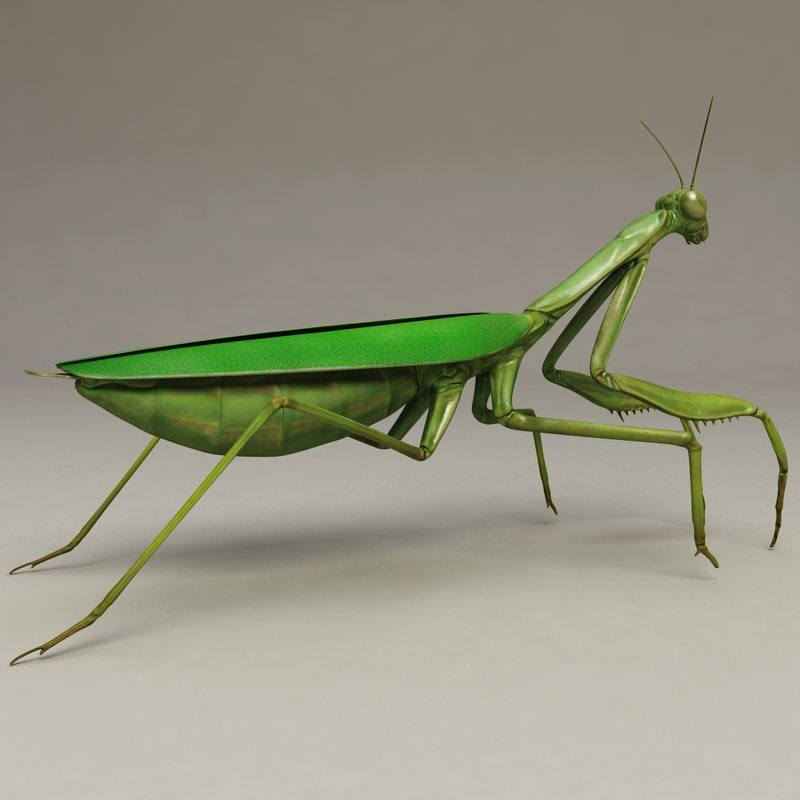 3d insects v2 model